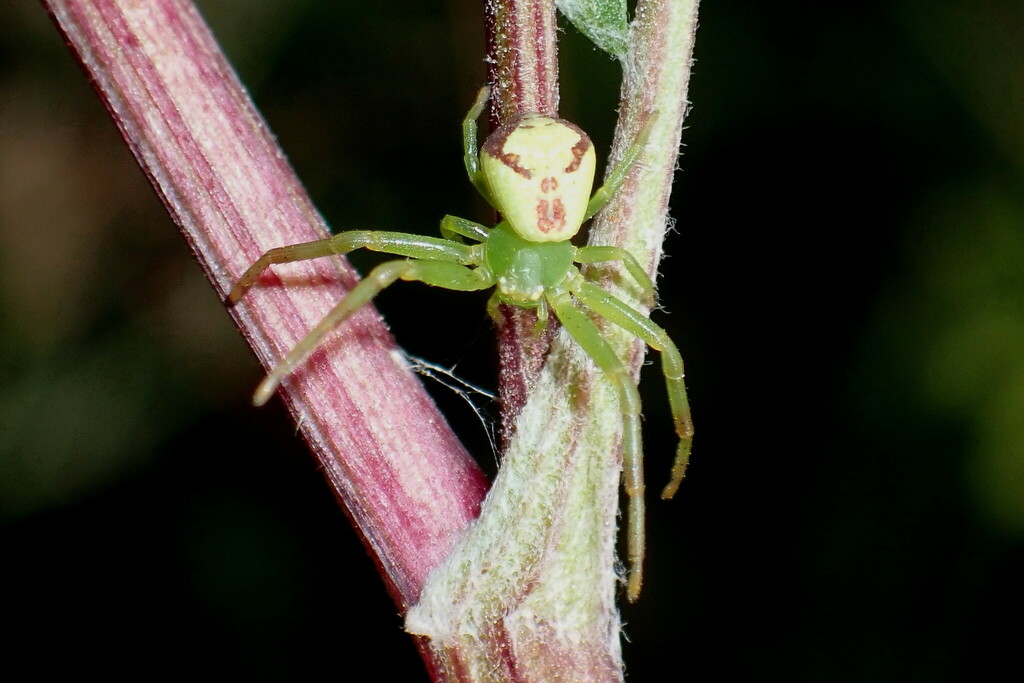 Triangle Crab Spider from 8000 Vinja Vas, Slowenien on September 10 ...