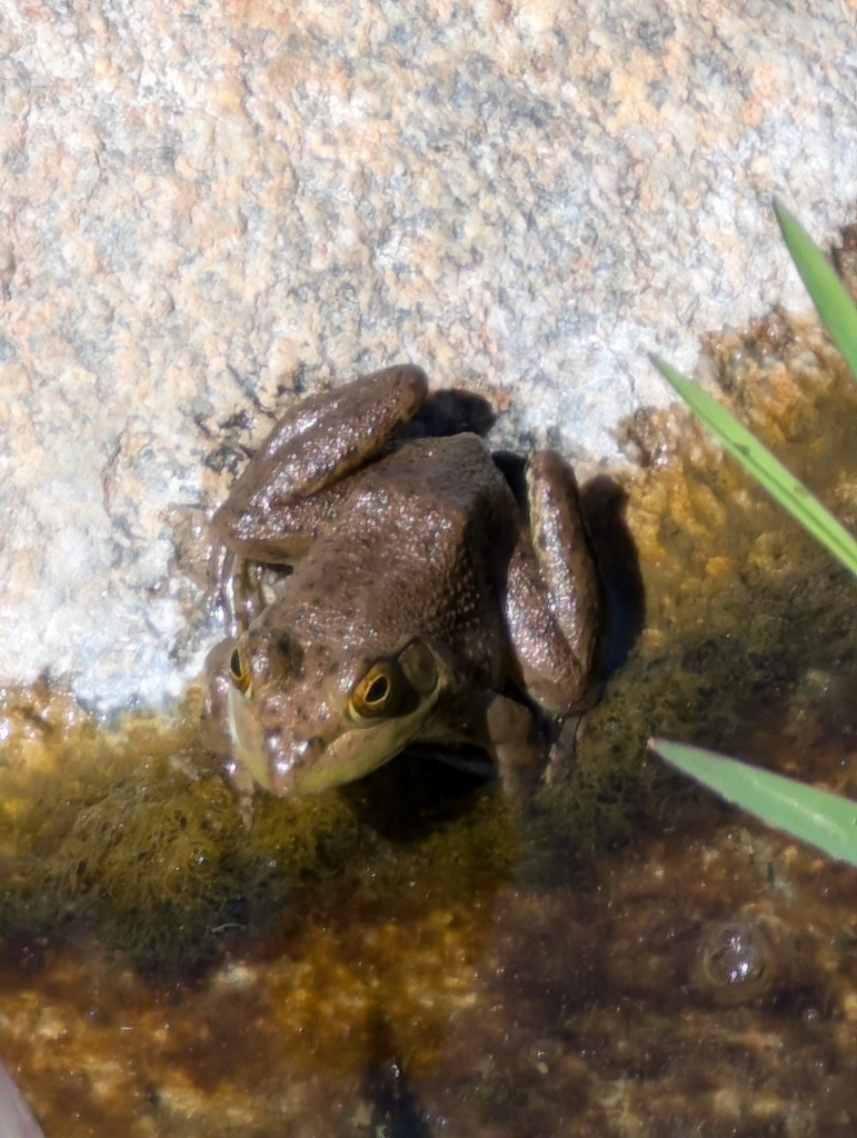 American Bullfrog from Inyo County, US-CA, US on September 24, 2024 at ...