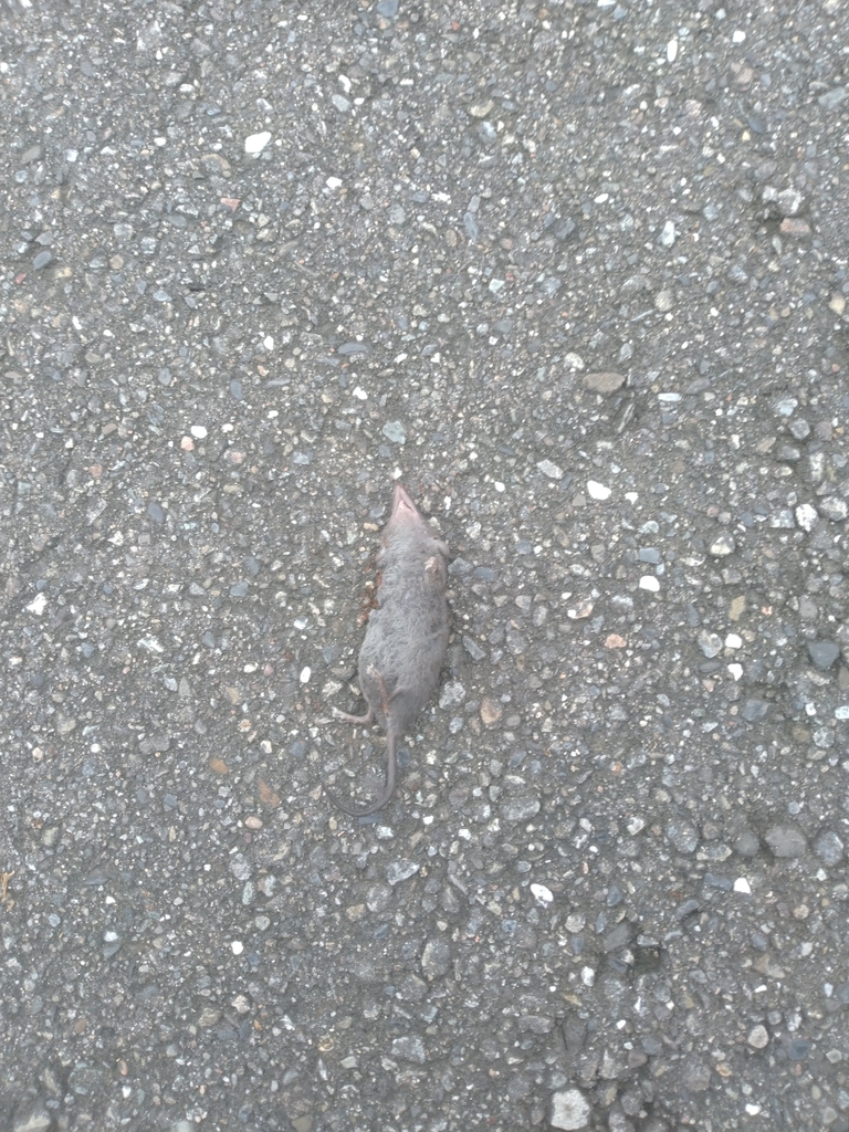 Asian House Shrew from 208台灣新北市金山區清泉里 on October 24, 2018 at 07:52 AM ...