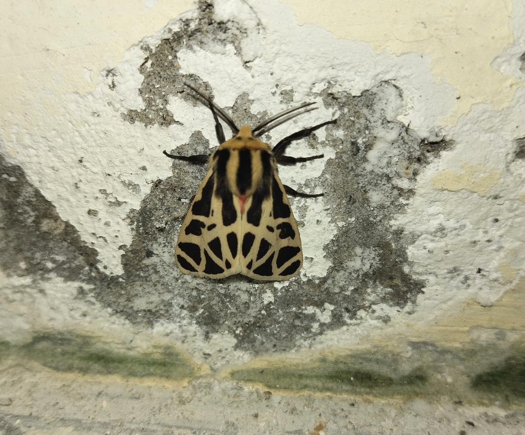 Mexican Tiger Moth from Caramanta, Antioquia, Colombia on September 24 ...