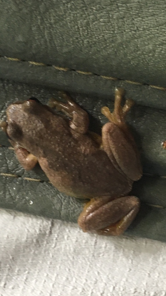 Frogs and Toads from South Pacific Ocean on September 25, 2024 at 10:15 ...