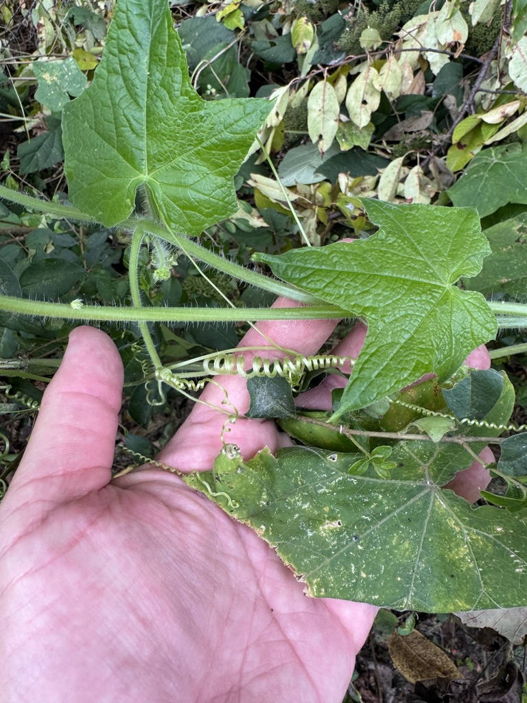 Oneseed Bur Cucumber from TVA Rockpile Recreation Area, Colbert County ...