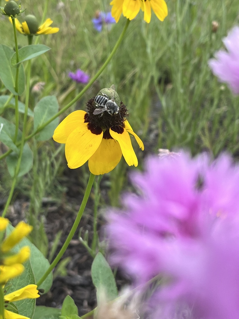 Flat-tailed Leafcutter Bee from S Harvey Ave, Oklahoma City, OK, US on ...