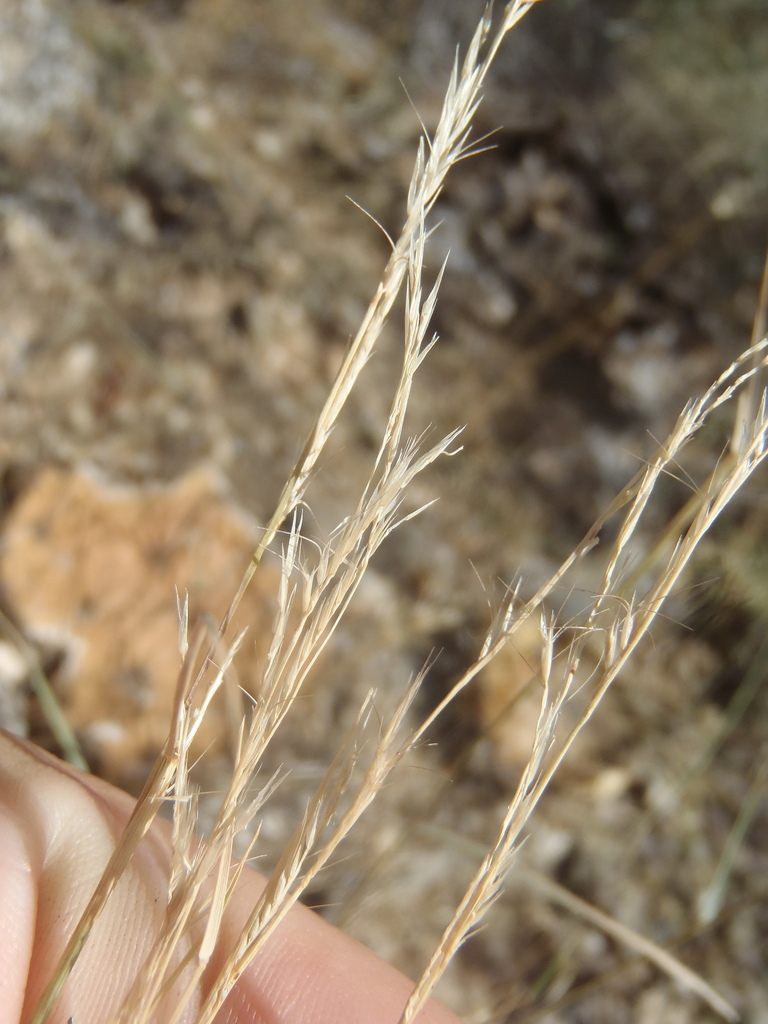 Red Grama from Pima County, AZ, USA on September 24, 2024 at 11:48 AM ...
