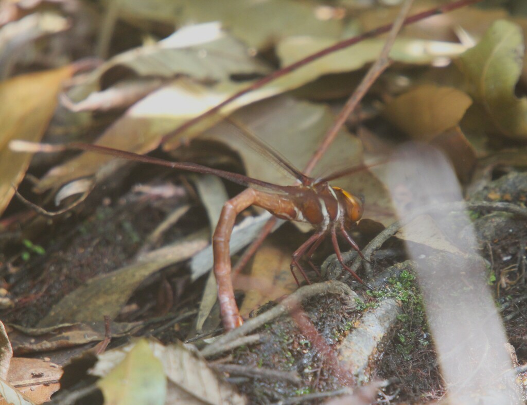 Southern Giant Darner from Springbrook QLD 4213, Australia on December ...