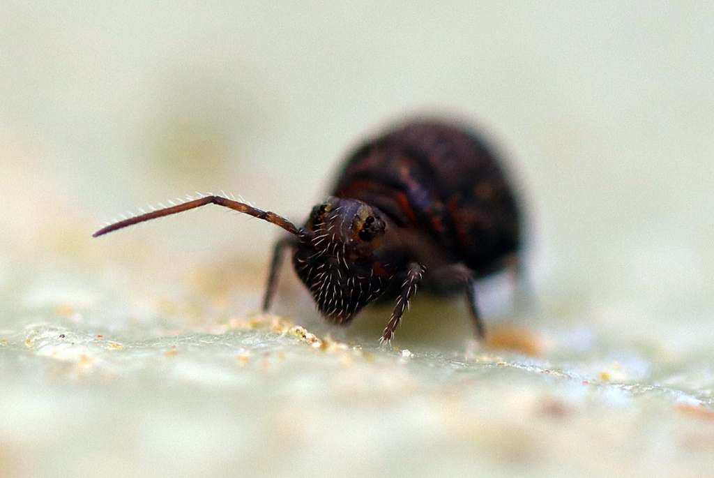 Garden Springtail from Ruawai, New Zealand on September 15, 2024 at 12: ...