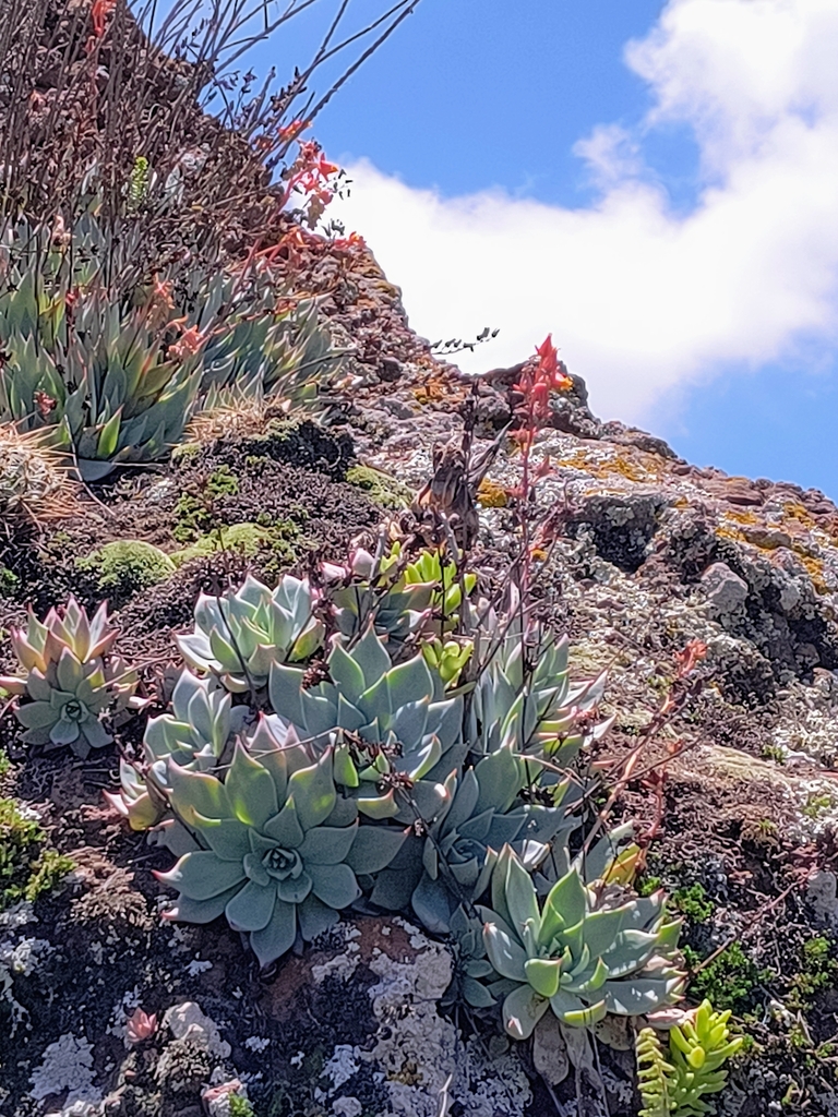 Echeveria subalpina in July 2024 by Elsa Cabrera · iNaturalist
