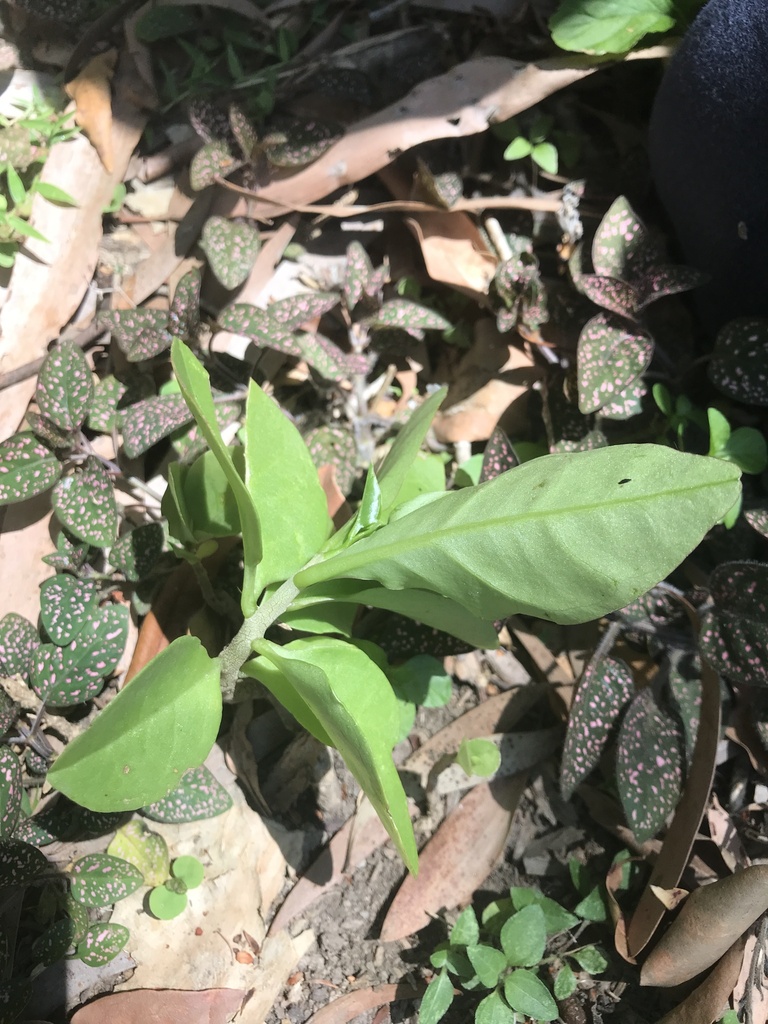 Mignonette vine from Kim Grayson Park, Bridgeman Downs, QLD, AU on ...