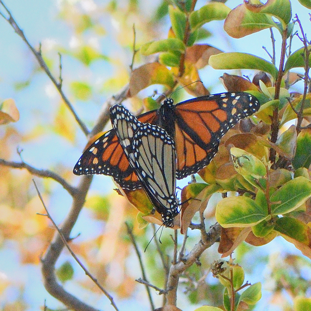 Monarch in September 2024 by Daryl Williams · iNaturalist