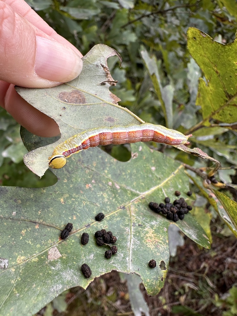 Variable Oakleaf Caterpillar Moth from County Road Nn-526, Winona, MO ...