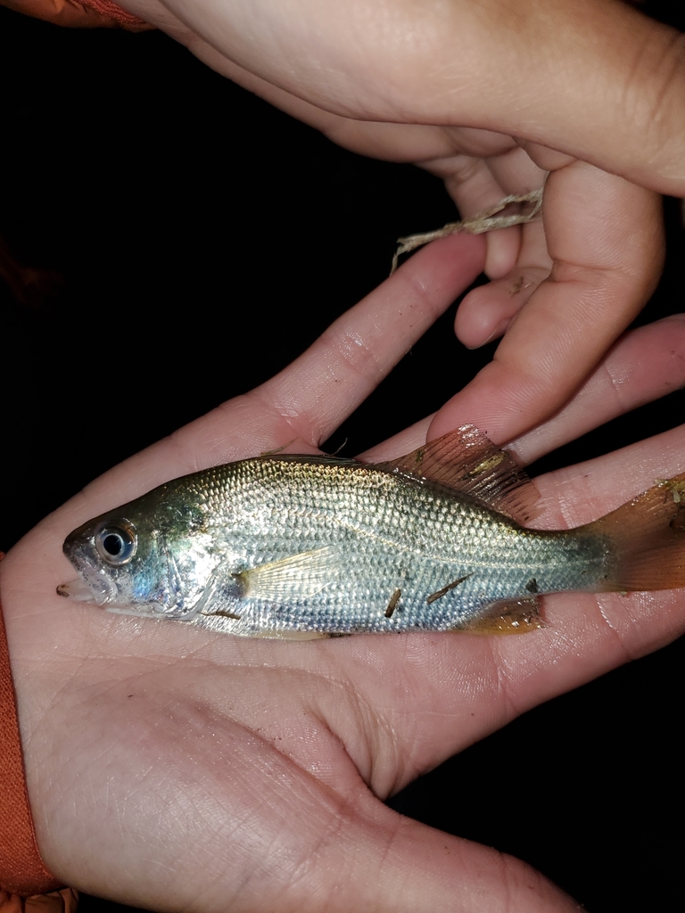 Silver Perch from Northampton County, US-VA, US on September 24, 2024 ...