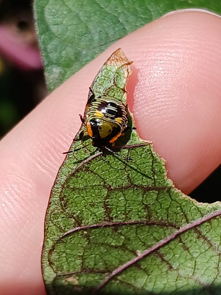 Stink Bugs, Shield Bugs, and Allies from Riverside, Oklahoma City, OK ...