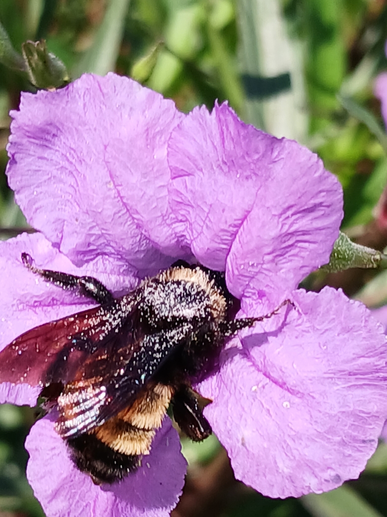 American Bumble Bee from SW 4th St @ Hudson Ave, Oklahoma City, OK ...