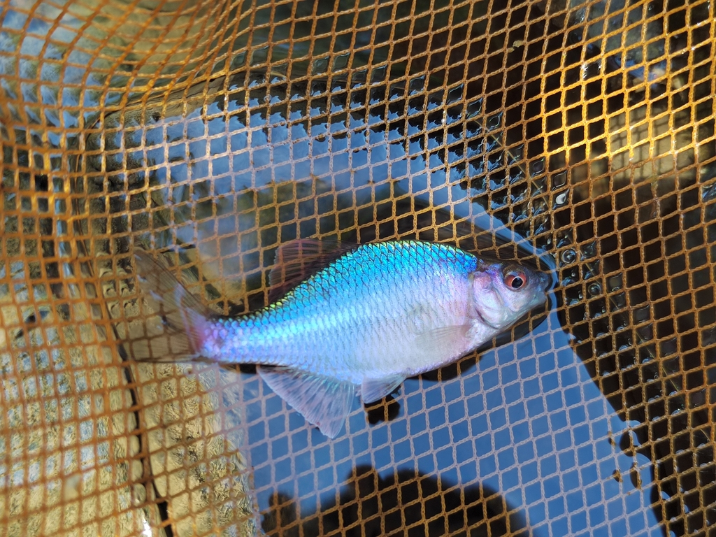 Flat Bitterling (Acheilognathus rhombeus) - Marine Life Identification