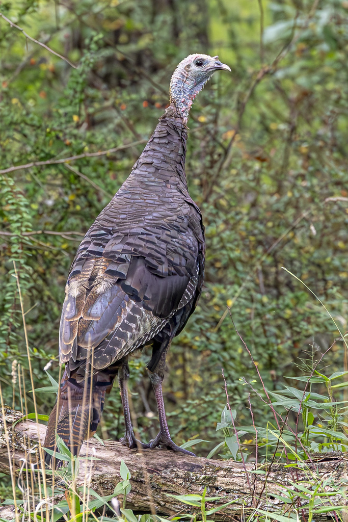 Wild Turkey from Rockland County, NY, USA on September 20, 2024 at 08: ...