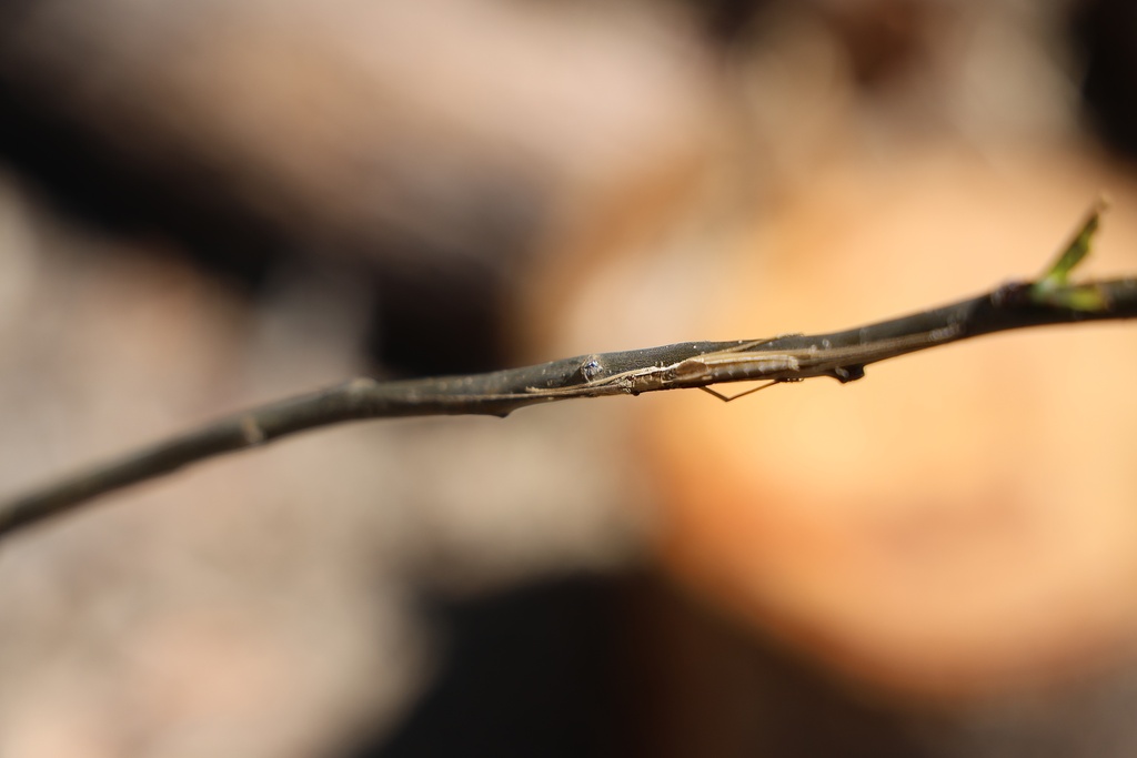 Australian Twig-mimicking Katydid from Amiens QLD 4380, Australia on ...
