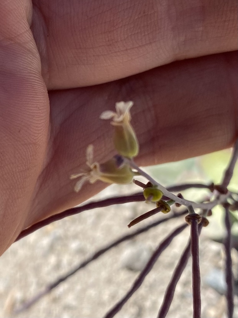 Mountain Jewelflower from Lassen Volcanic National Park, Shingletown ...
