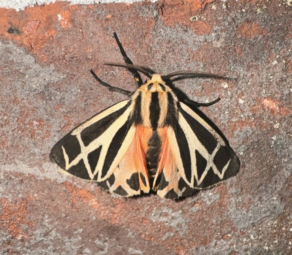 Harnessed Tiger Moth from Along Ijams Branch, off of Co. Rd. 275 ...