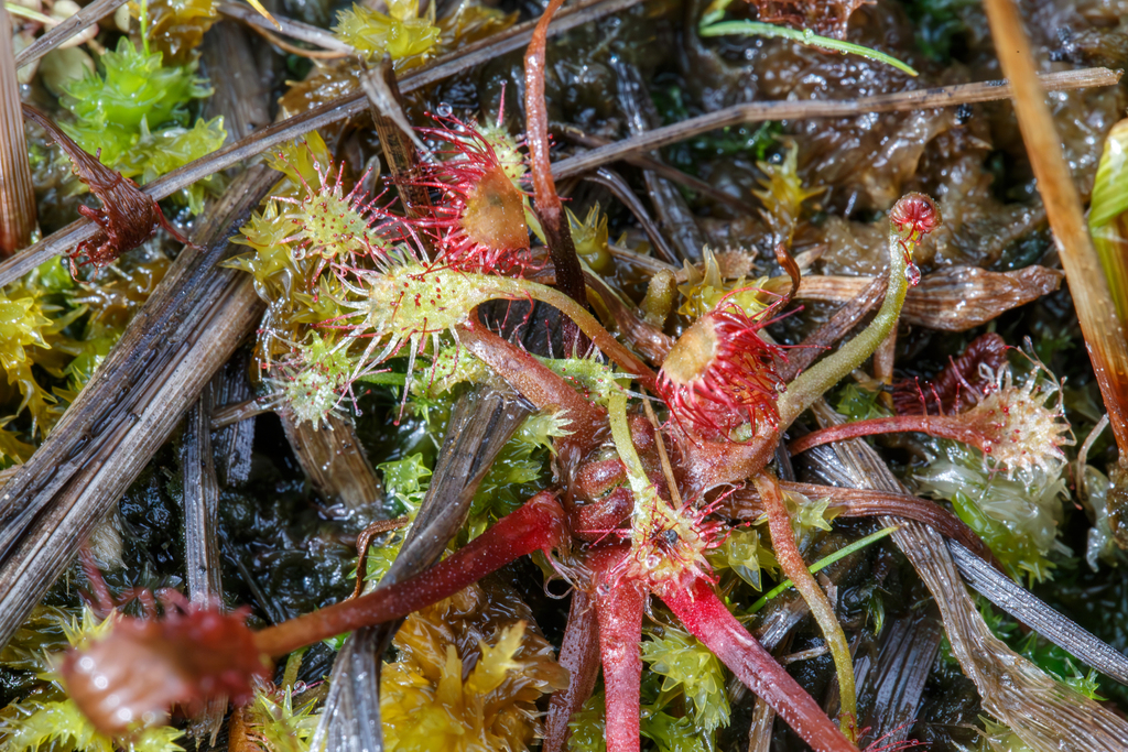 Great Sundew in September 2024 by Ernie Marx · iNaturalist
