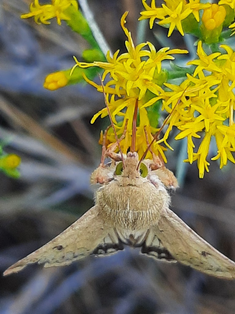 Corn Earworm Moth from Otero County, CO, USA on September 22, 2024 at ...