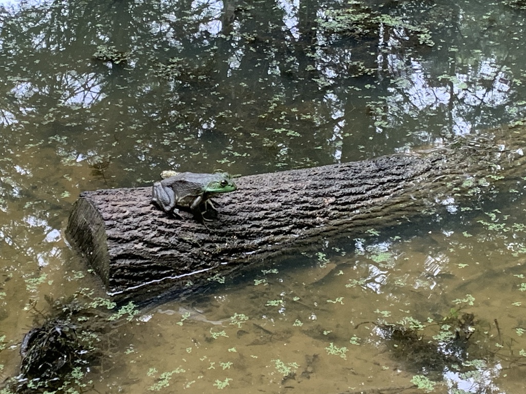 American Bullfrog from Commerce Dr, Jefferson City, MO, US on August 13 ...