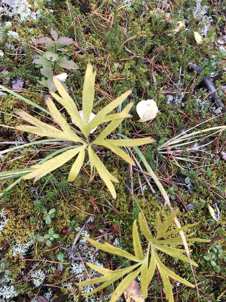 Anemones, buttercups, larkspurs and allies from Takhini Arena ...