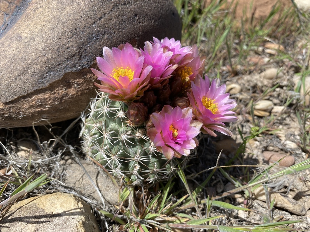 Pariette cactus in May 2023 by jhiggs · iNaturalist