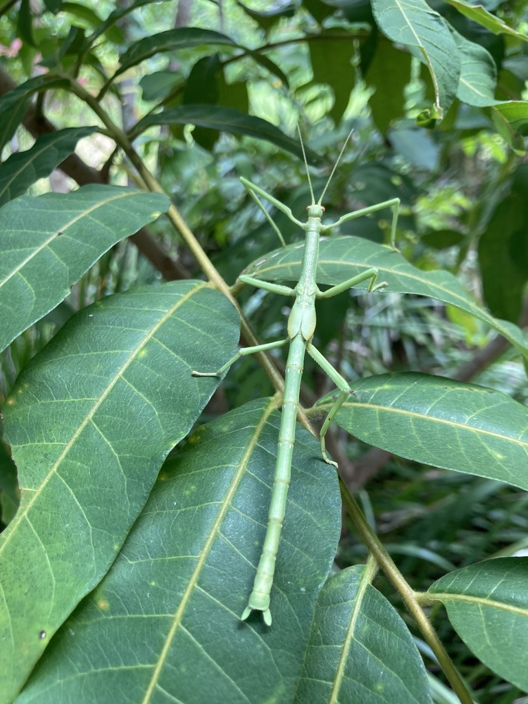 Strong Stick Insect from Cape Tribulation Rd, Cape Tribulation, QLD, AU ...