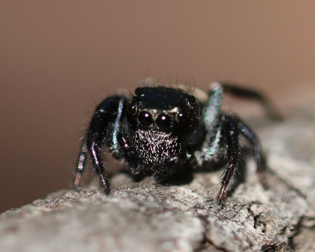 Jumping Spiders from Cowan NSW 2081, Australia on September 21, 2024 at ...