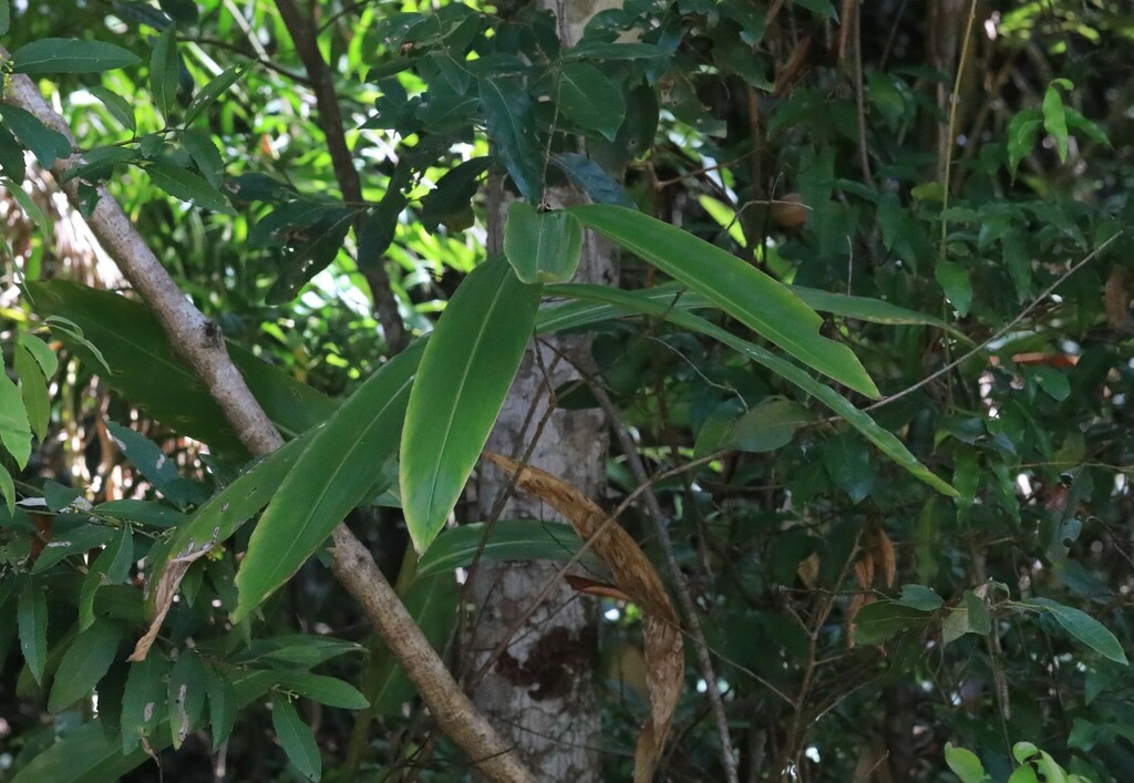 Native Ginger from Sherwood NSW 2450, Australia on September 23, 2024 ...
