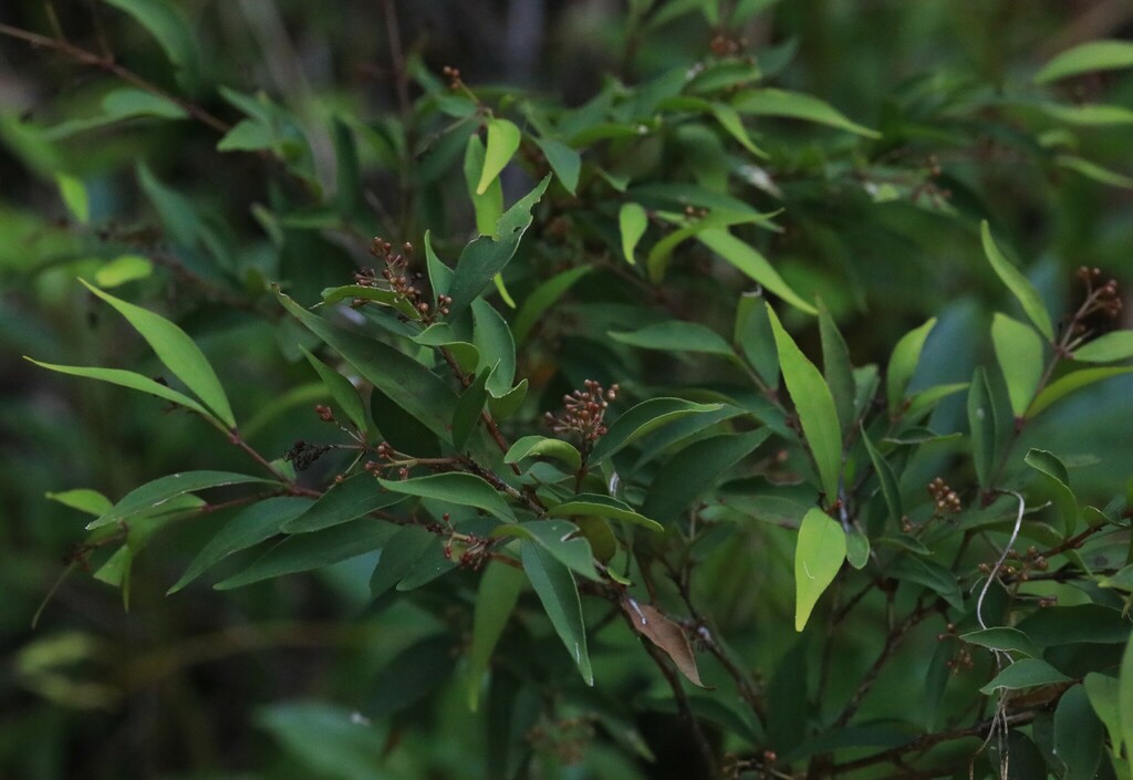 Lilly Pilly from Sherwood NSW 2450, Australia on September 23, 2024 at ...