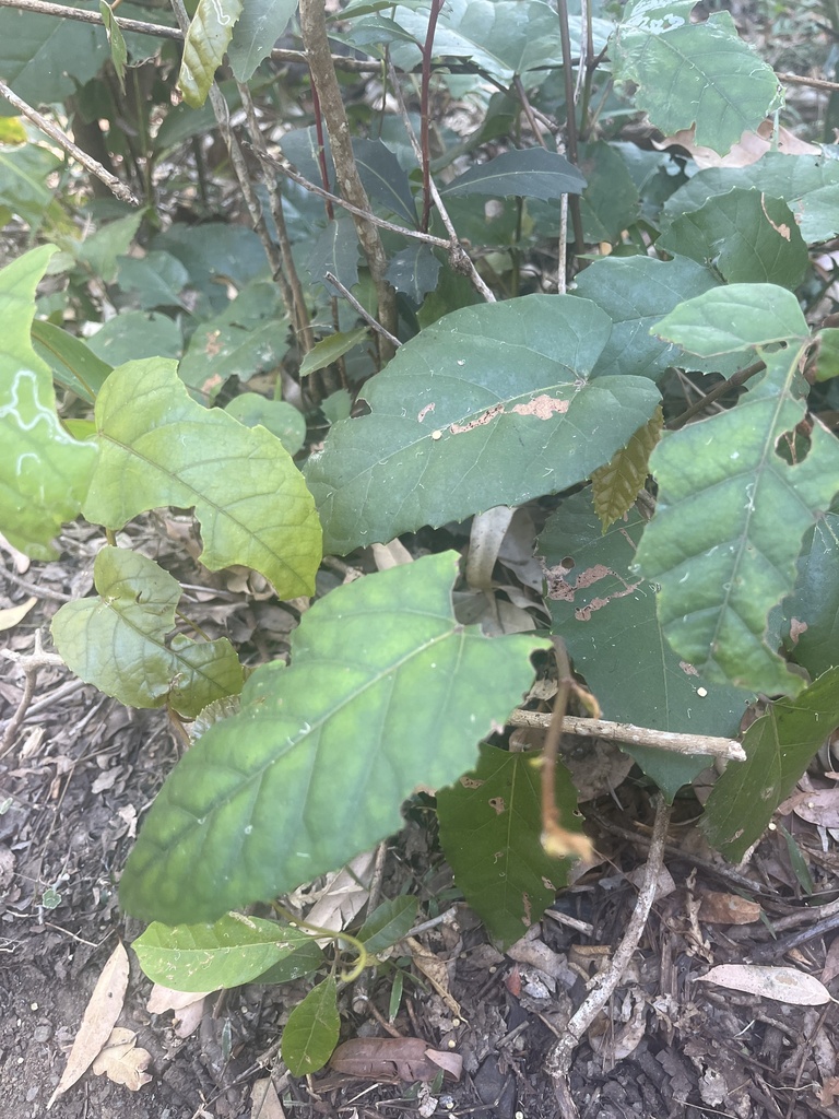Kangaroo Vine from Tamborine National Park, Tamborine Mountain, QLD, AU ...