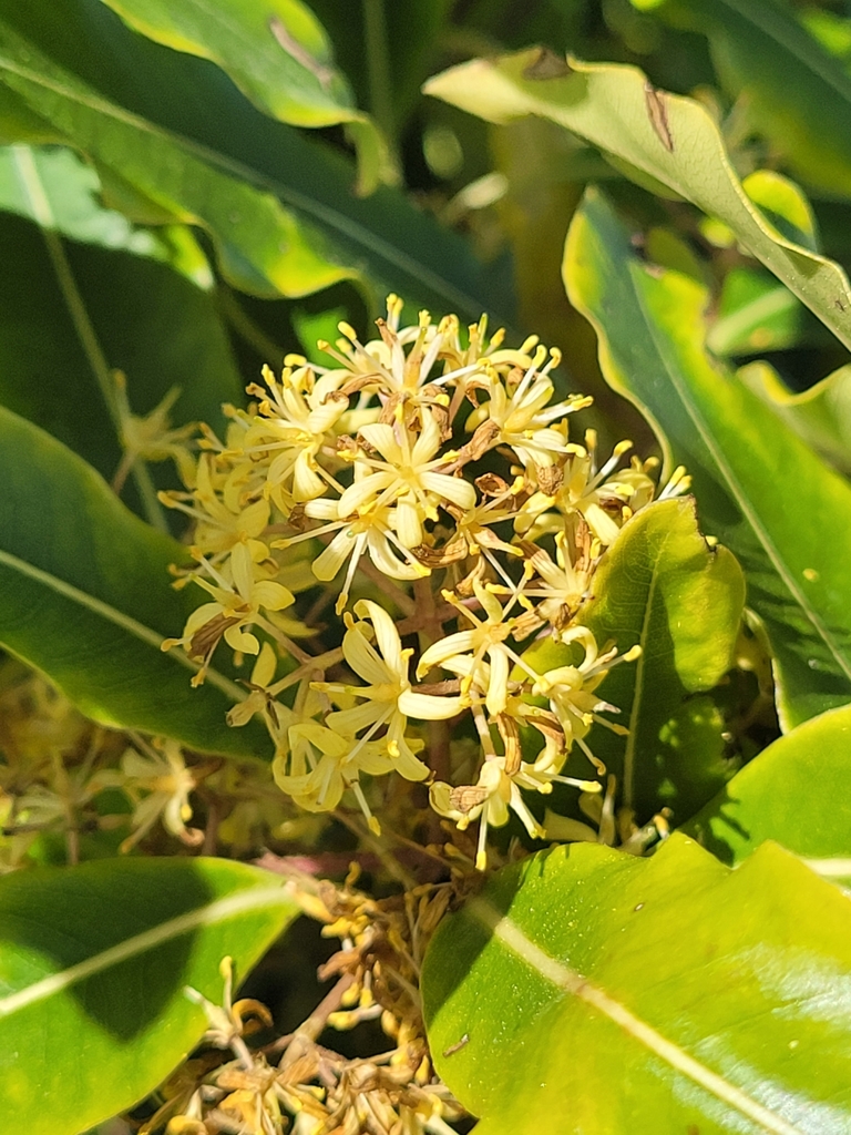 tarata from Springston, New Zealand on September 25, 2024 at 02:39 PM ...