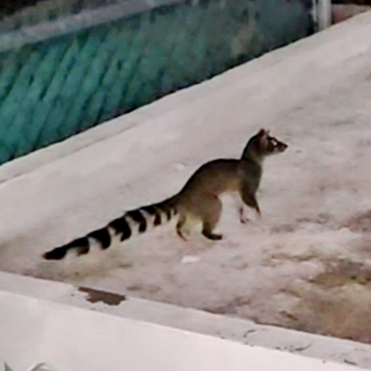 Ringtail from Gabriel Pastor 1ra Secc, 72420 Heroica Puebla de Zaragoza ...