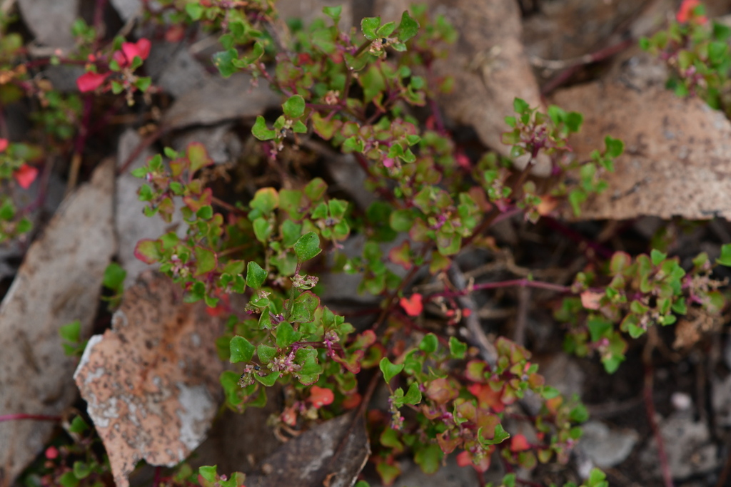 Saloop from Long Forest VIC 3340, Australia on March 3, 2024 at 11:14 ...