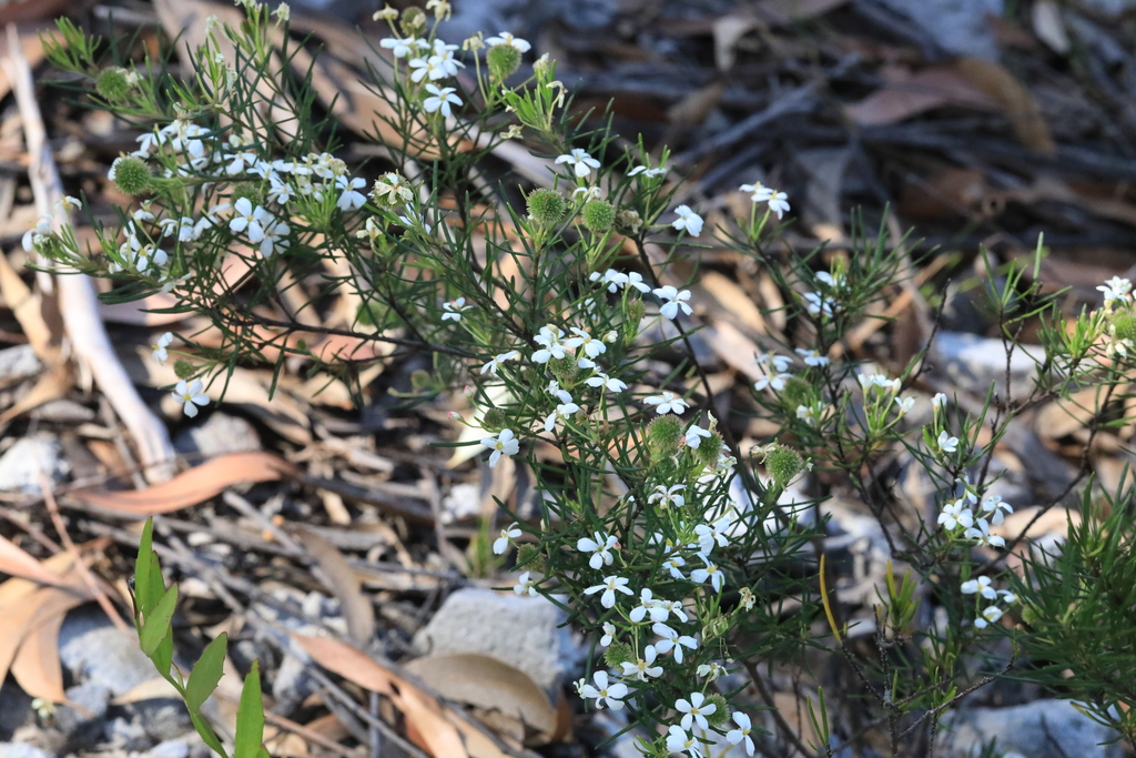 Wedding Bush from Nana Glen NSW 2450, Australia on September 23, 2024 ...