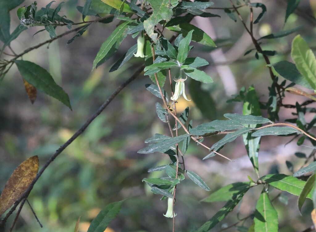 apple-berries from Nana Glen NSW 2450, Australia on September 23, 2024 ...