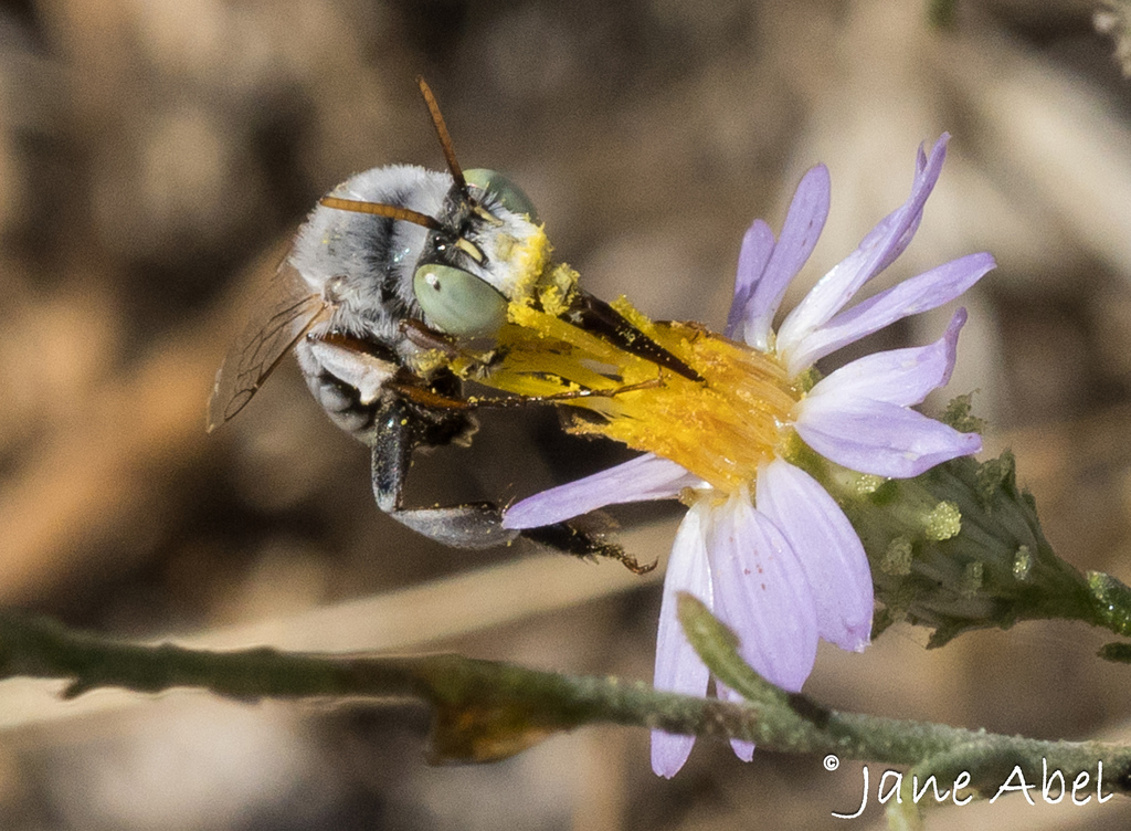 Common Digger Bees from Richland, WA, USA on September 20, 2024 at 01: ...