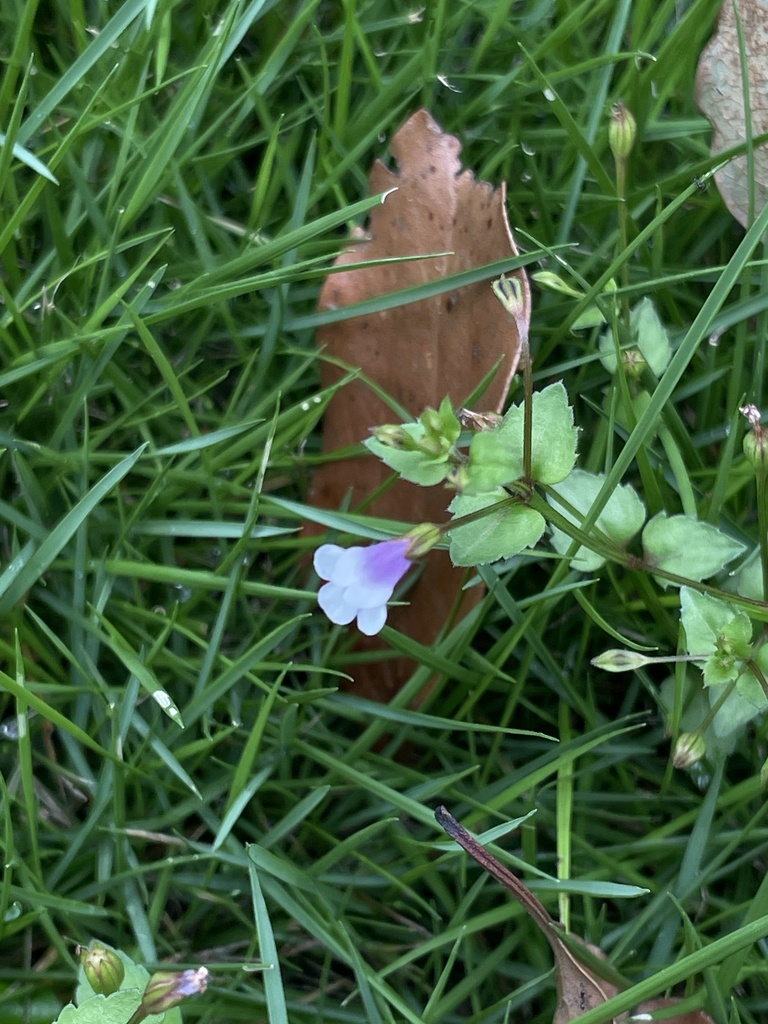 Brittle False Pimpernel from 宁波诺丁汉大学, 宁波市, 浙江省, CN on September 25 ...