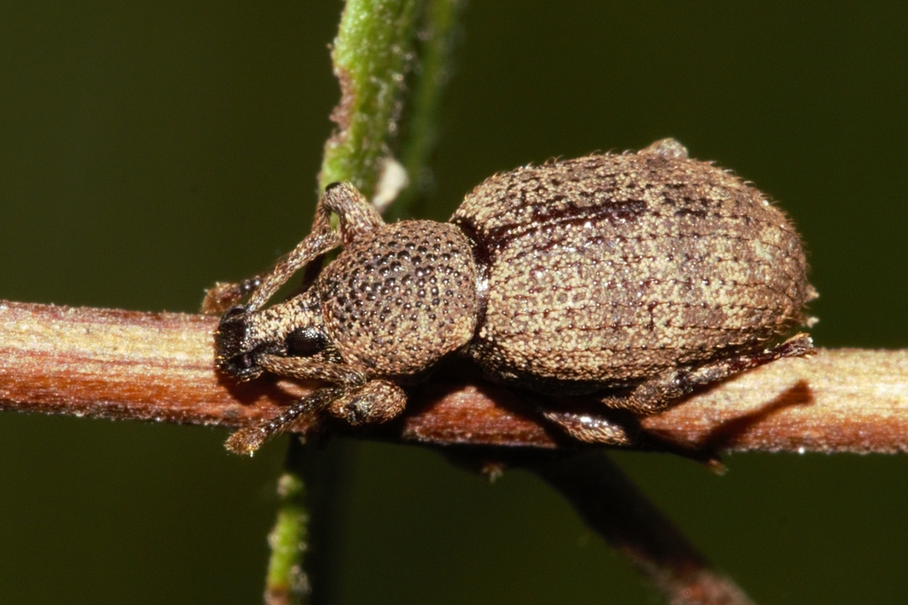 Clay-coloured Weevil from 7840 Højslev, Danmark on September 21, 2024 ...