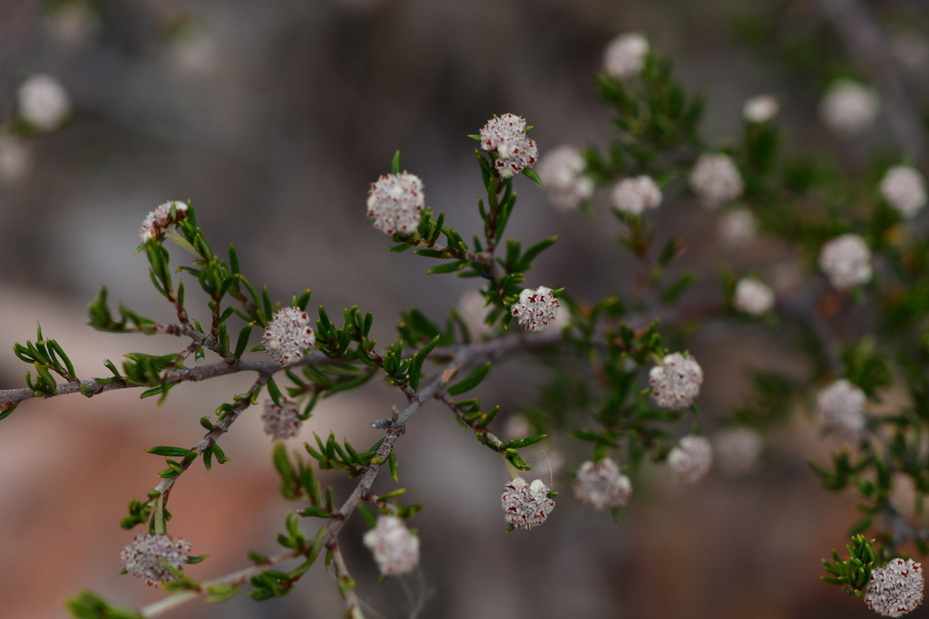 Spyridium eriocephalum from Long Forest VIC 3340, Australia on March 3 ...