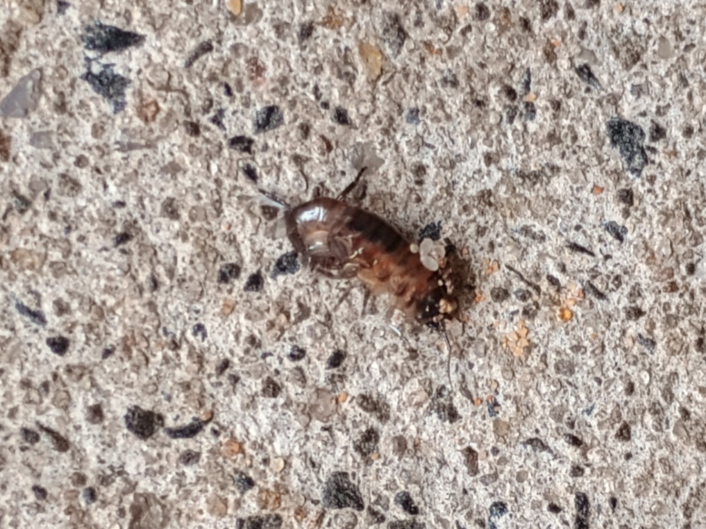 Lawn Shrimp from Adelaide SA, Australia on September 25, 2024 at 03:36 ...