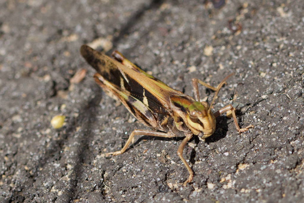 Australian Yellow-winged Locust from Narrow Neck Rd, Katoomba, NSW, AU ...