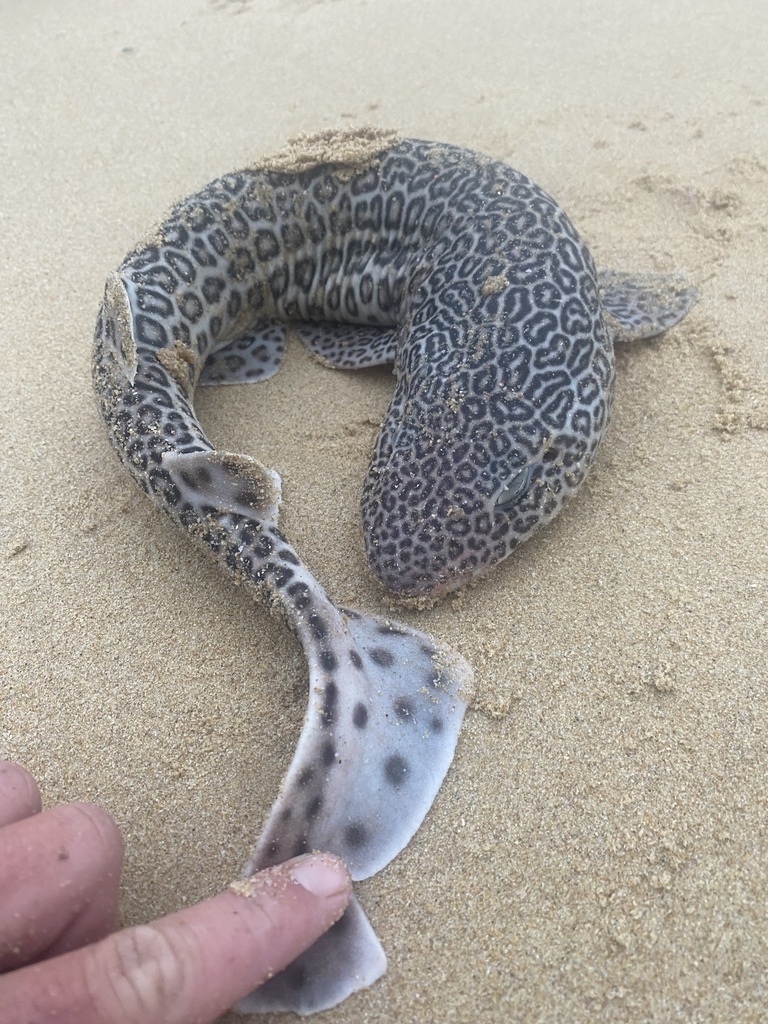Leopard Catshark from Indian Ocean, EC, ZA on September 24, 2024 at 05: ...
