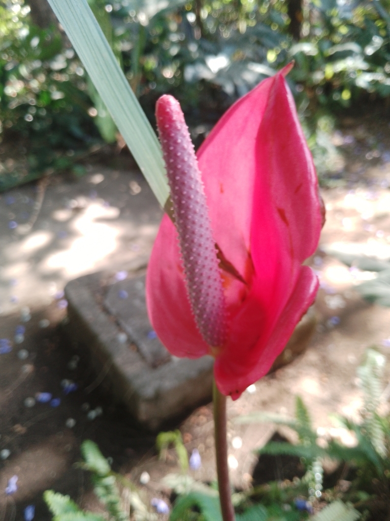 painter's-palette from Arusha Clock Tower, Arusha, Tanzania on ...