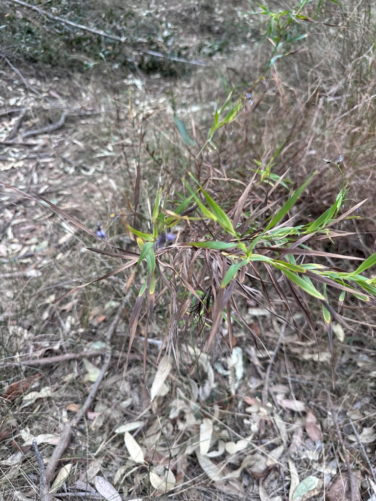 nodding blue lily from Inkerman Rd, Emu Heights, NSW, AU on September ...