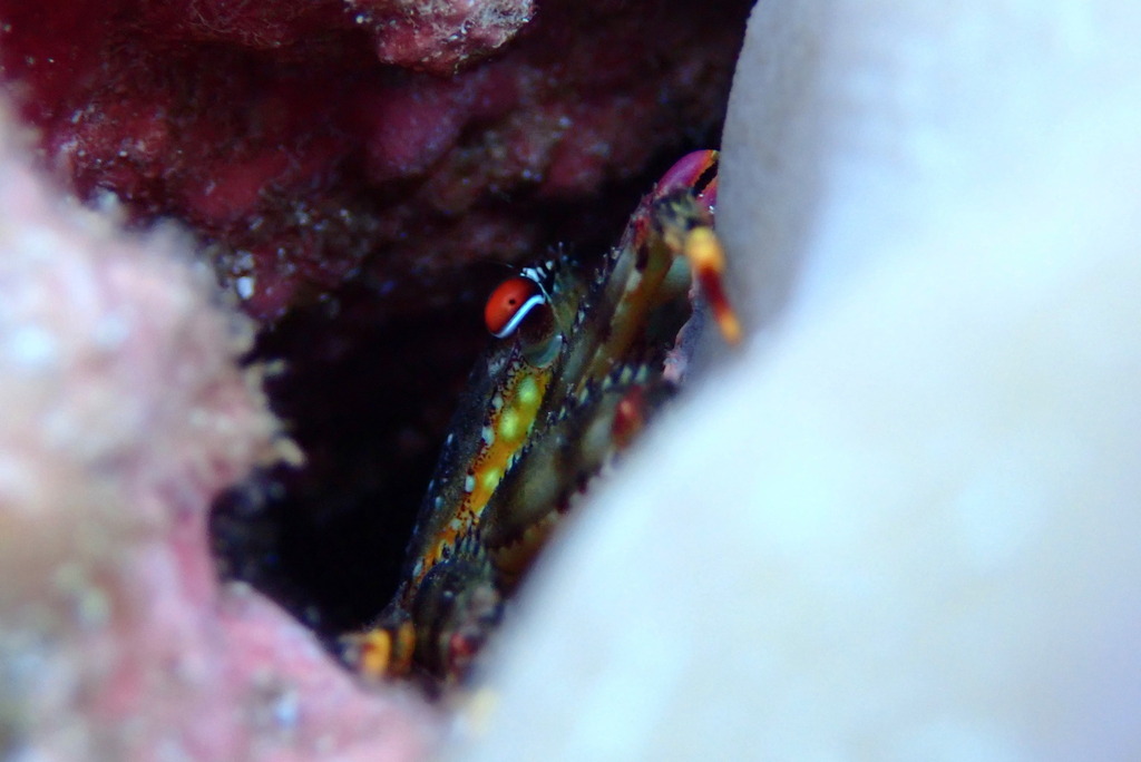 Red-eyed Flat Crab from Desroches Beach North Side on September 24 ...