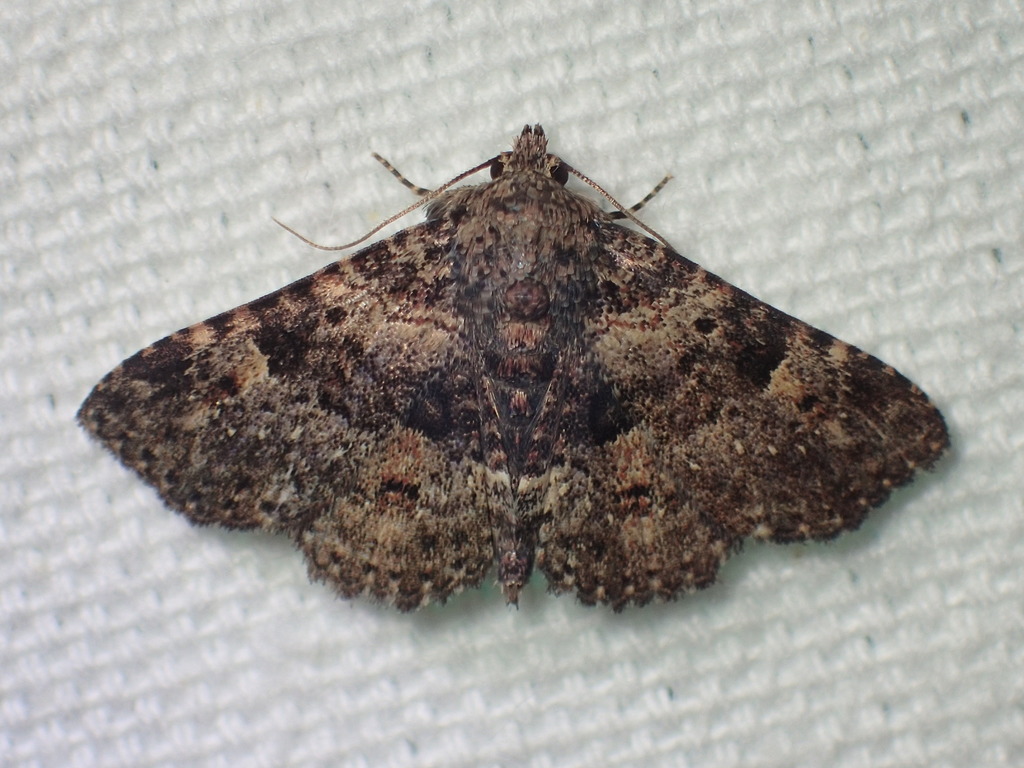 Common Fungus Moth (Insects Of the Outer Lands, Part Two) · iNaturalist
