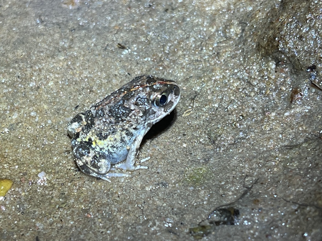 Humming Frog from Kalbarri Ward, Kalbarri, WA, AU on September 9, 2024 ...