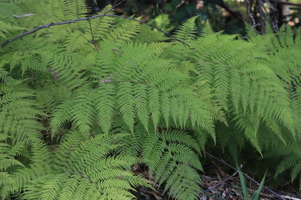Common Ground Fern from Sherwood NSW 2450, Australia on September 23 ...